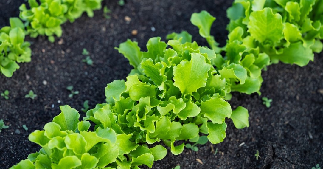 Jackson Walker Represents Sensei Farms in Strategic Property ...